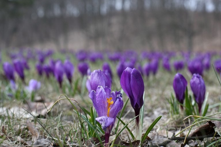 Pierwszy dzień wiosny 2017. Astronomiczna wiosna data godzina - Styl ... Pierwszy dzień wiosny 2017. Astronomiczna wiosna data godzina - Styl ...