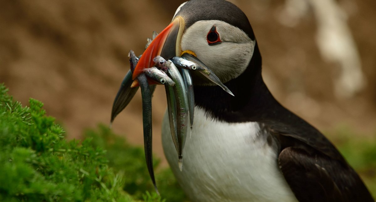 Maskonur zwyczajny ma piękny dziób. Zobacz zdjęcie - Z bliska - Newsweek.pl