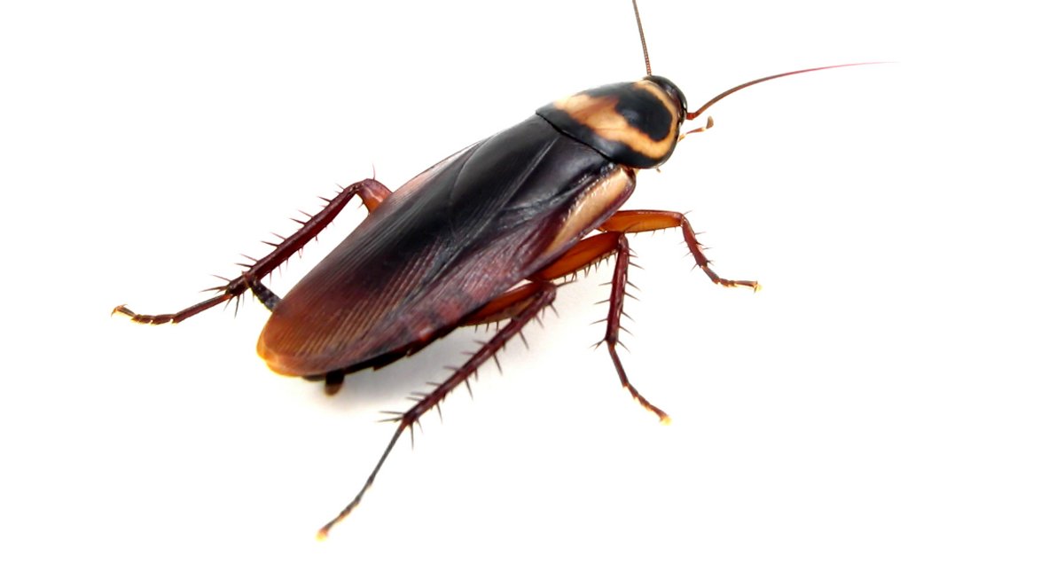 Karaluchy. Mistrzowie surwiwalu przeżyją w każdych warunkach - NAUKA ...