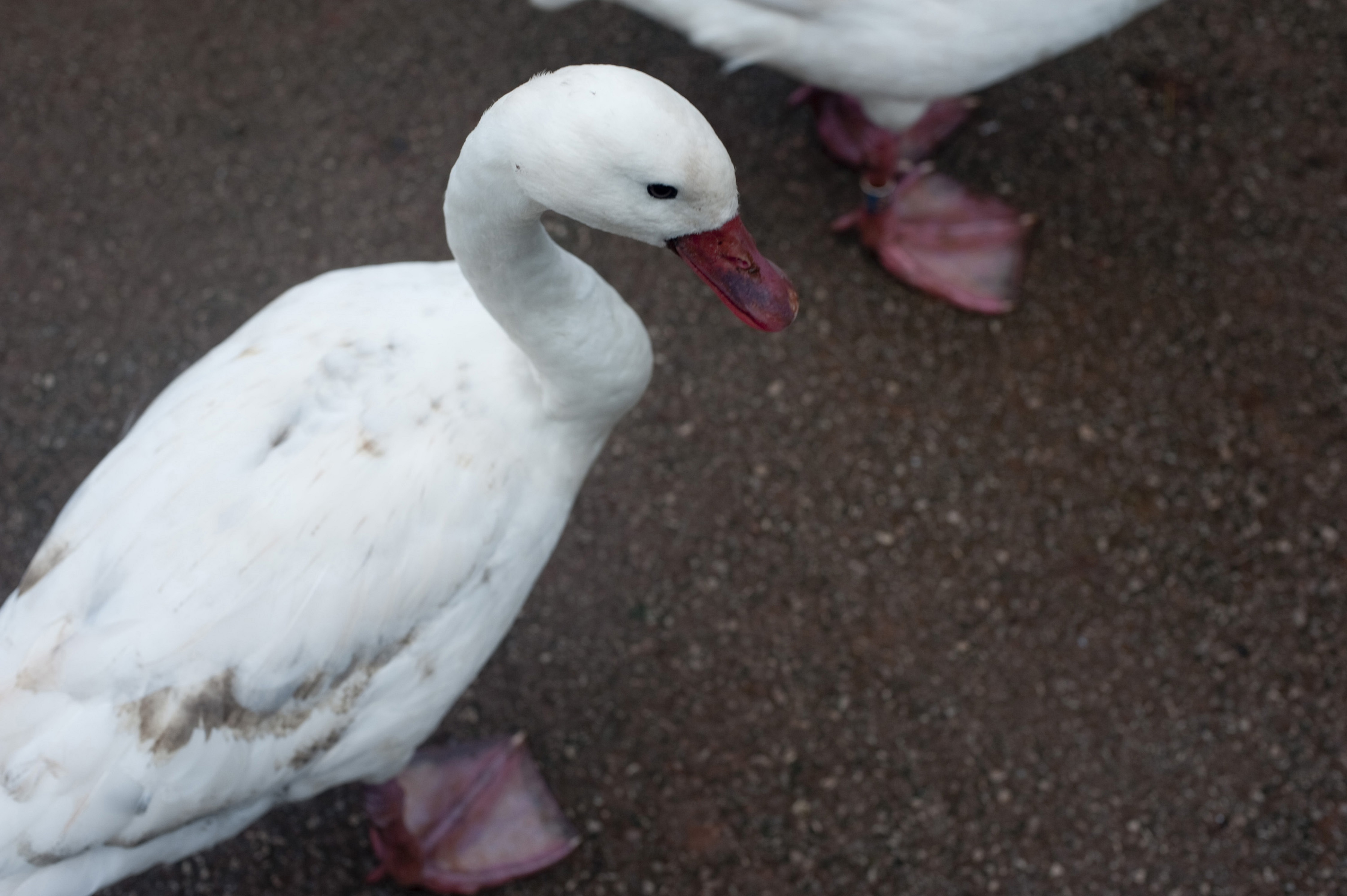 A libatömés és a libamáj, babonák, tények, tévhitek libával - Blikk