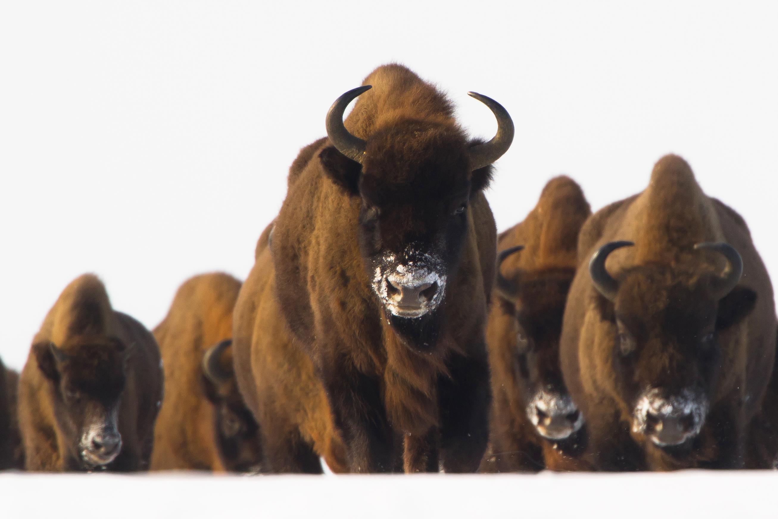 Żubry online - Polska - Newsweek.pl