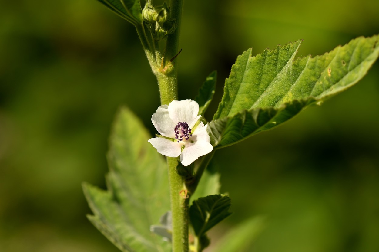 BELI SLEZ JE PRAVI DAR PRIRODE Pomaže kod prehlada i mršavljenja, a ...