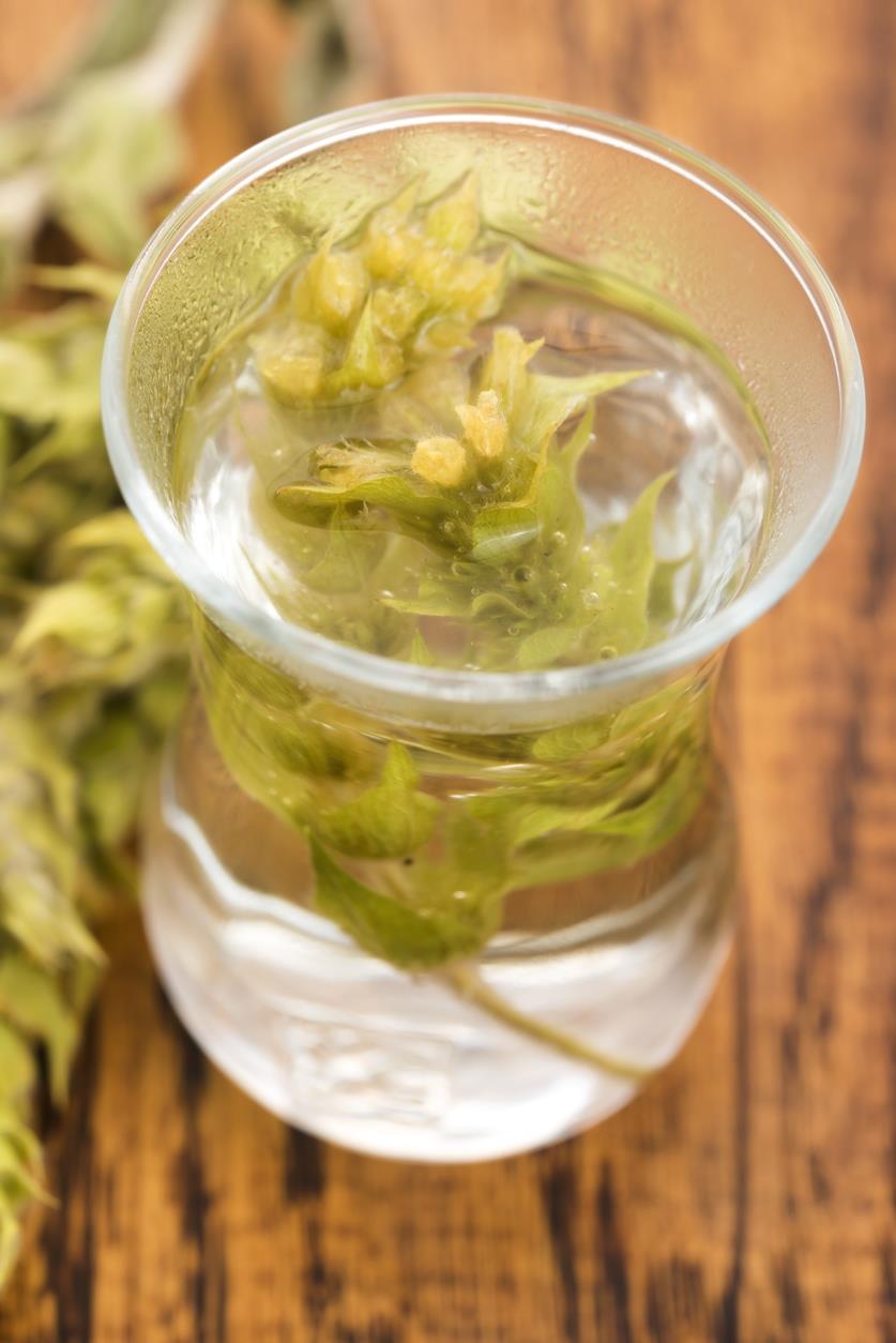 Gojnik – właściwości i zastosowanie