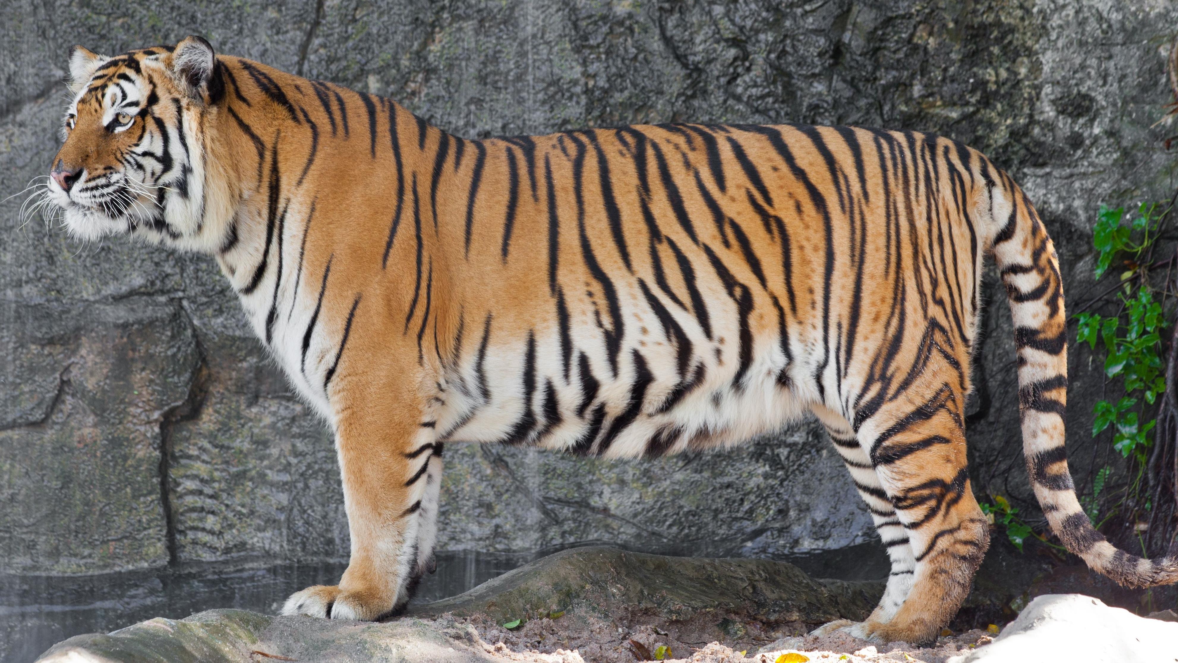 Caracal Mod (Fabric/Forge) - Mods - Minecraft - CurseForge