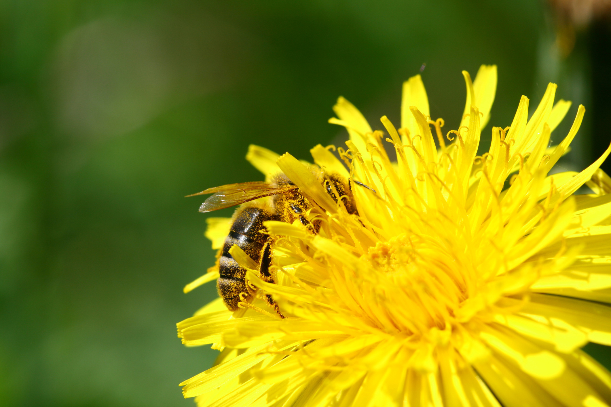 Eltűnhetnek a dongók a klímaváltozás miatt - Blikk