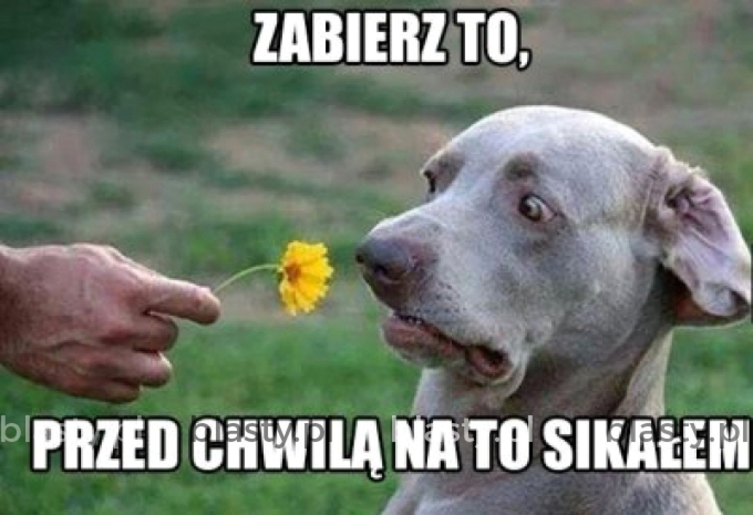 Smiesznezdjeciamemowzwierzat