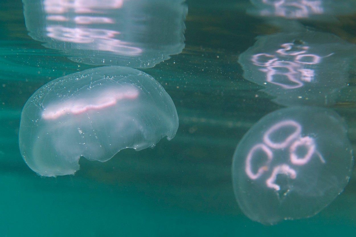 OPREZ! U Jadranskom moru pojavile se OPASNE MEDUZE - ovo je jedini ...