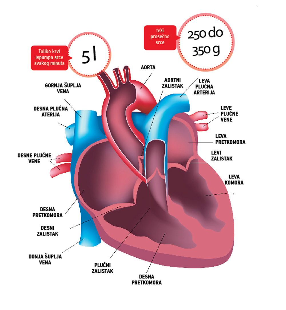 Srce pumpa života - Žena.rs