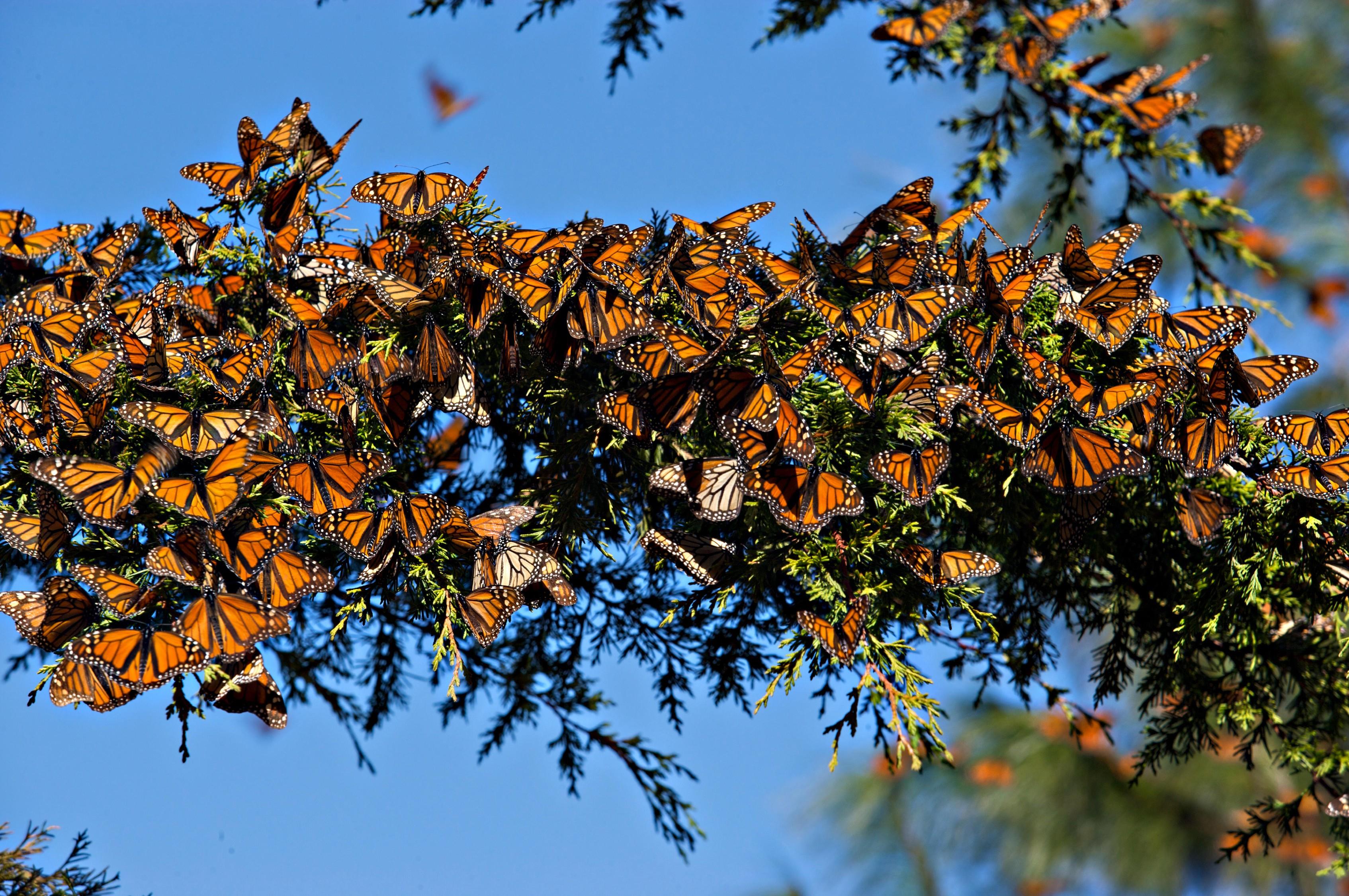 Tajemnica motyli monarchów. Nowe wyniki badań - Świat - Newsweek.pl