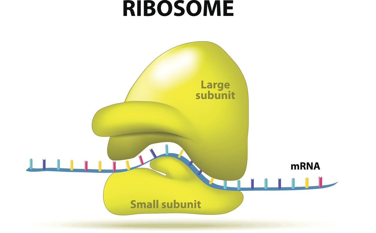 Rybosomy – charakterystyka, funkcje