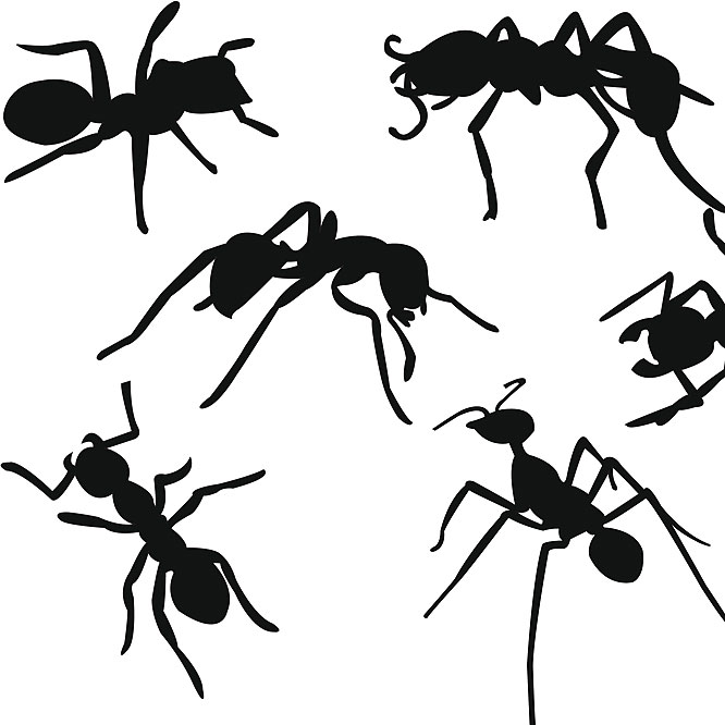 Durva: hangyák magukból építettek hidat, ezért! - Blikk