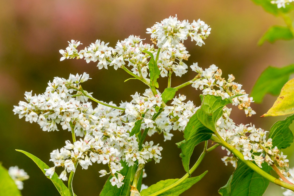 Heljda je super hrana - Žena.rs