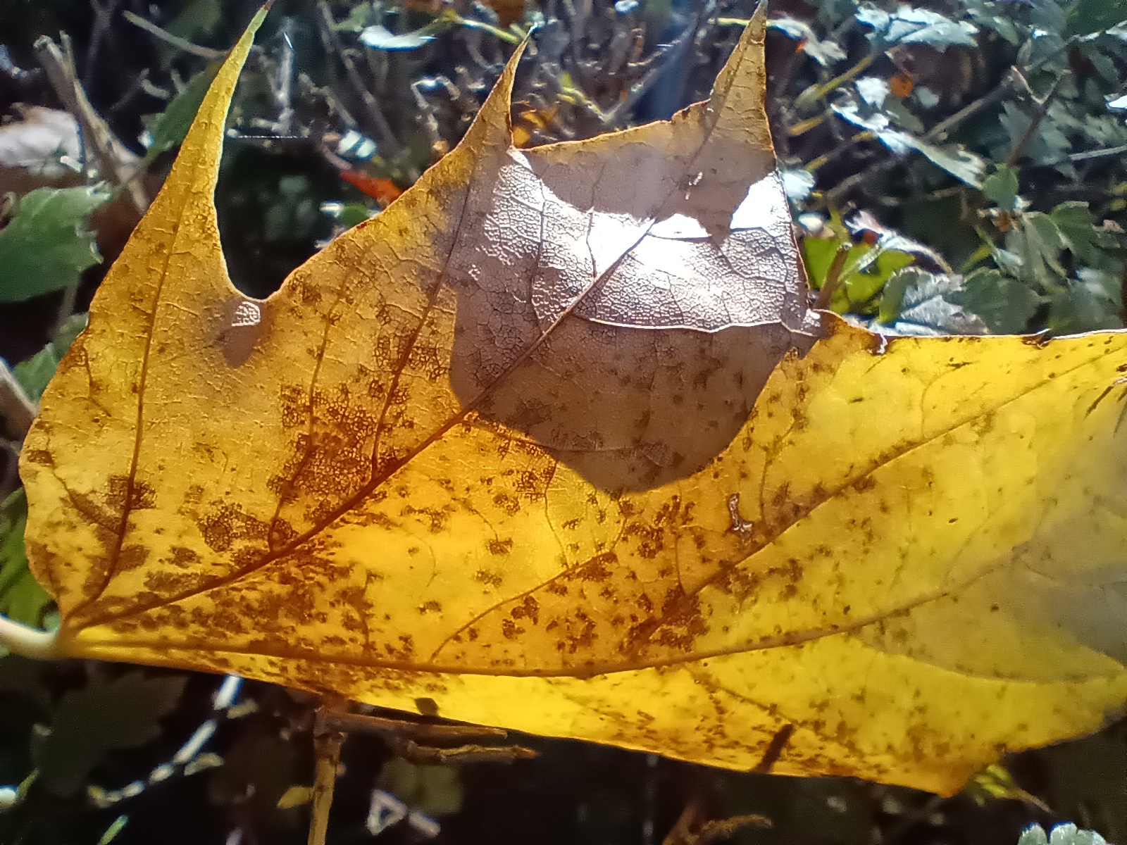 Outdoor-Handy Cat S75 im Test | Heise online bestenlisten