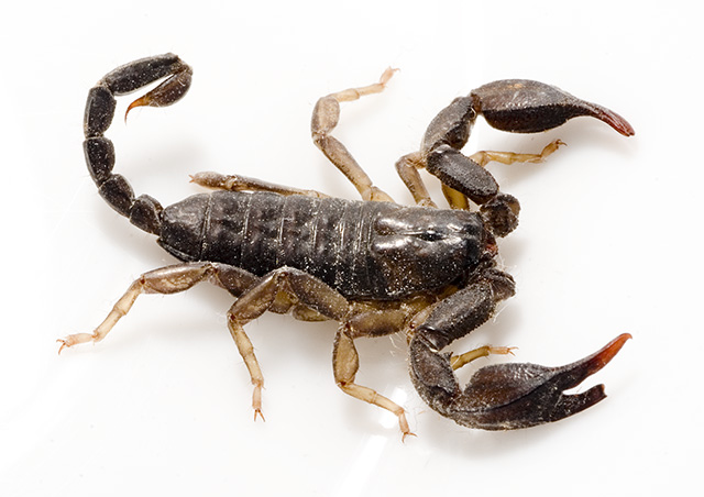 Szenvedélyek fogságában: a Skorpió jegyűek! - Blikk Rúzs