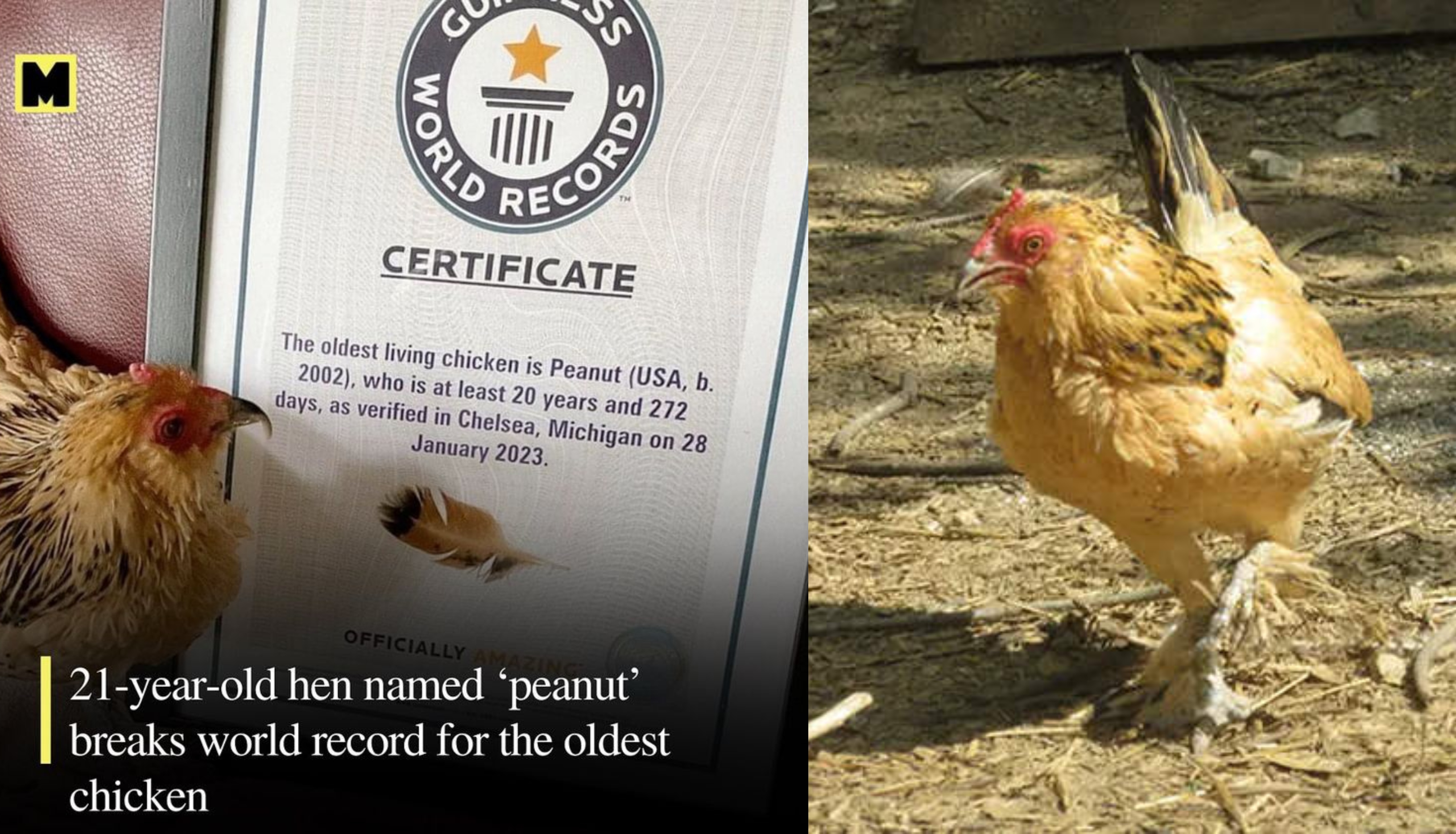 World’s oldest chicken is 21 years old, gets certificate from Guinness ...
