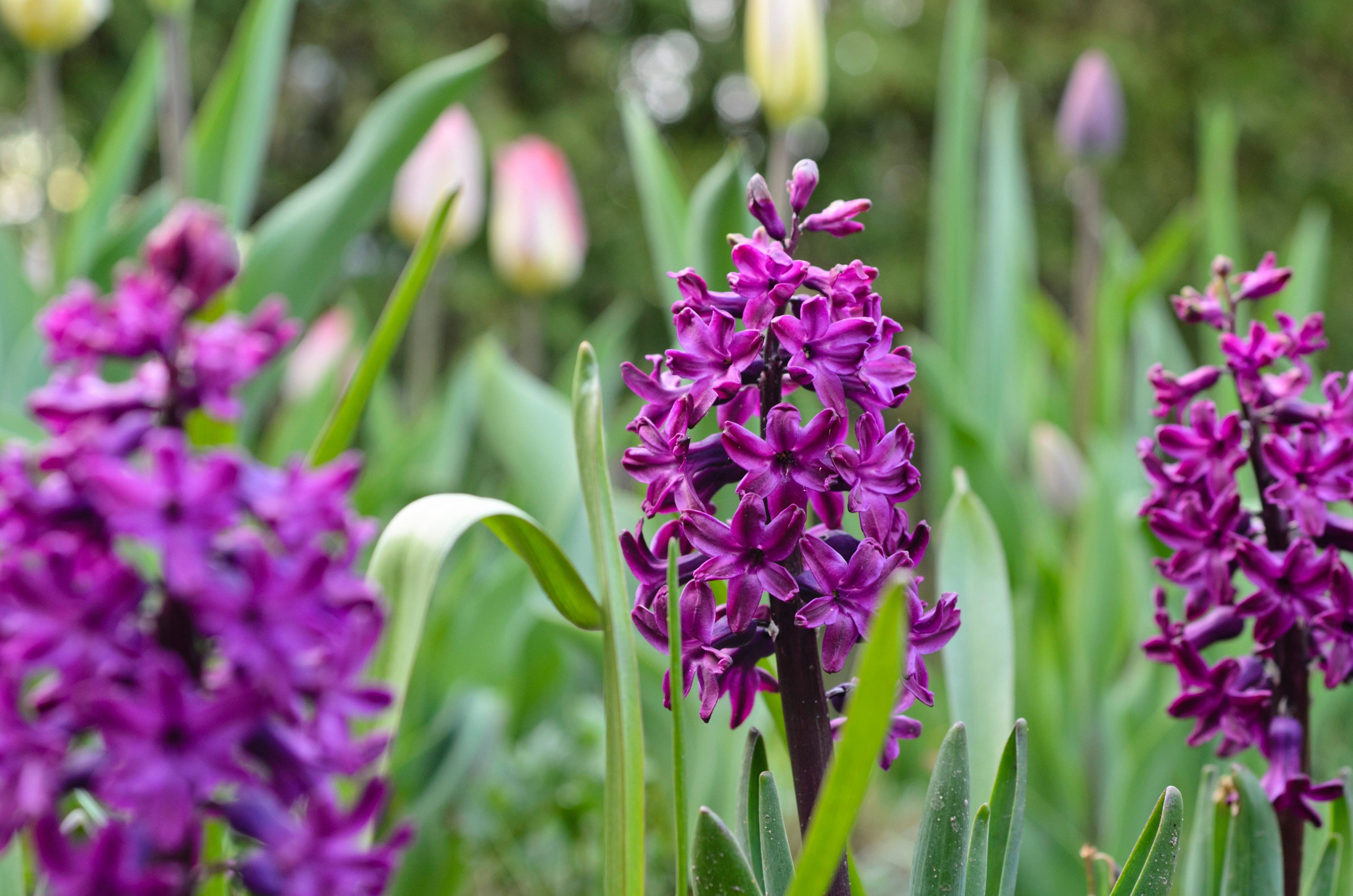 Evo šta se veruje o zumbulu - Žena.rs