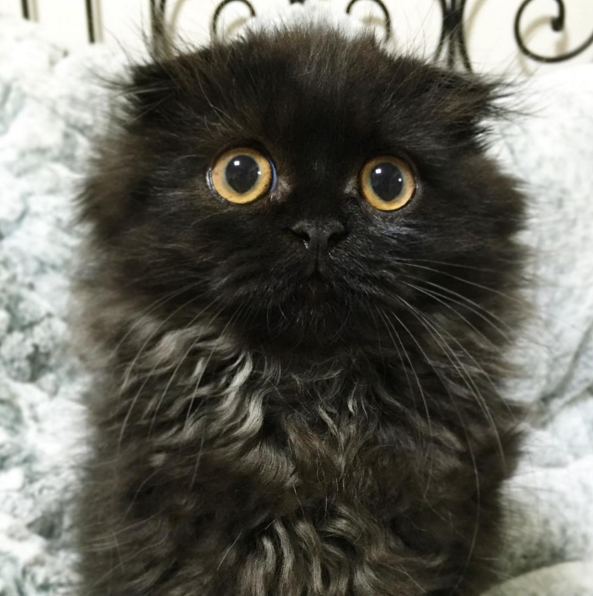 Tágra nyílt szemekkel figyeli a világot Gimo, a macska. Szó szerint ...