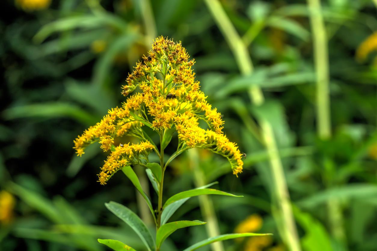 Nawłoć pospolita - opis, właściwości, zastosowanie