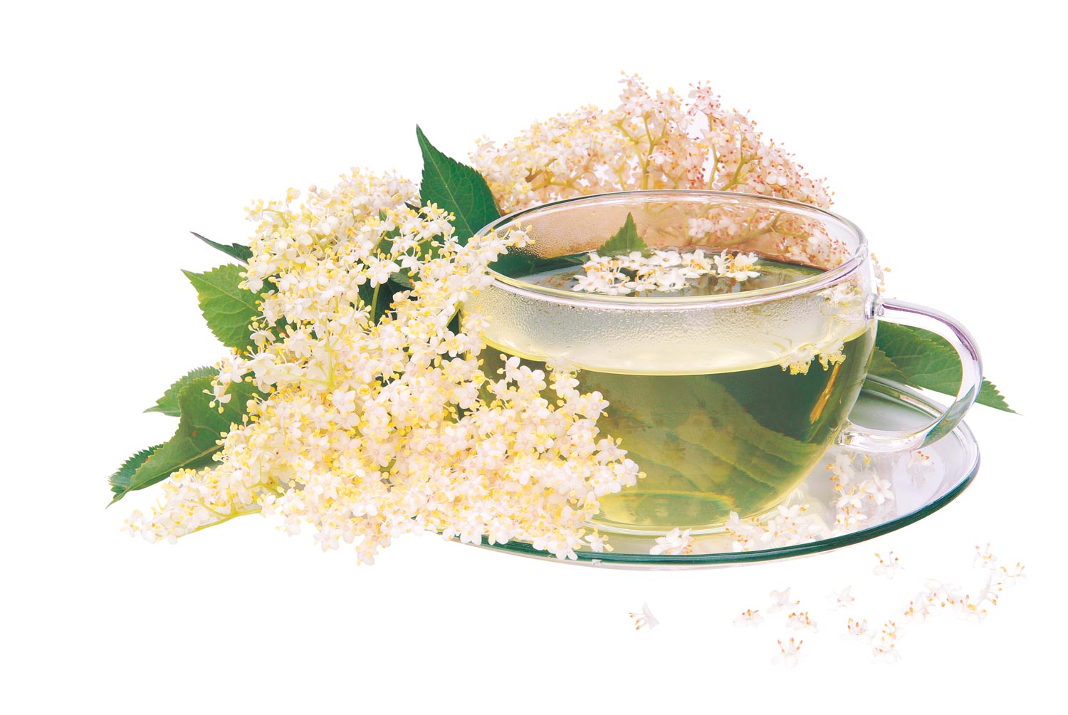 Zova, lekovita biljka za vitalno i zdravo telo - Žena.rs