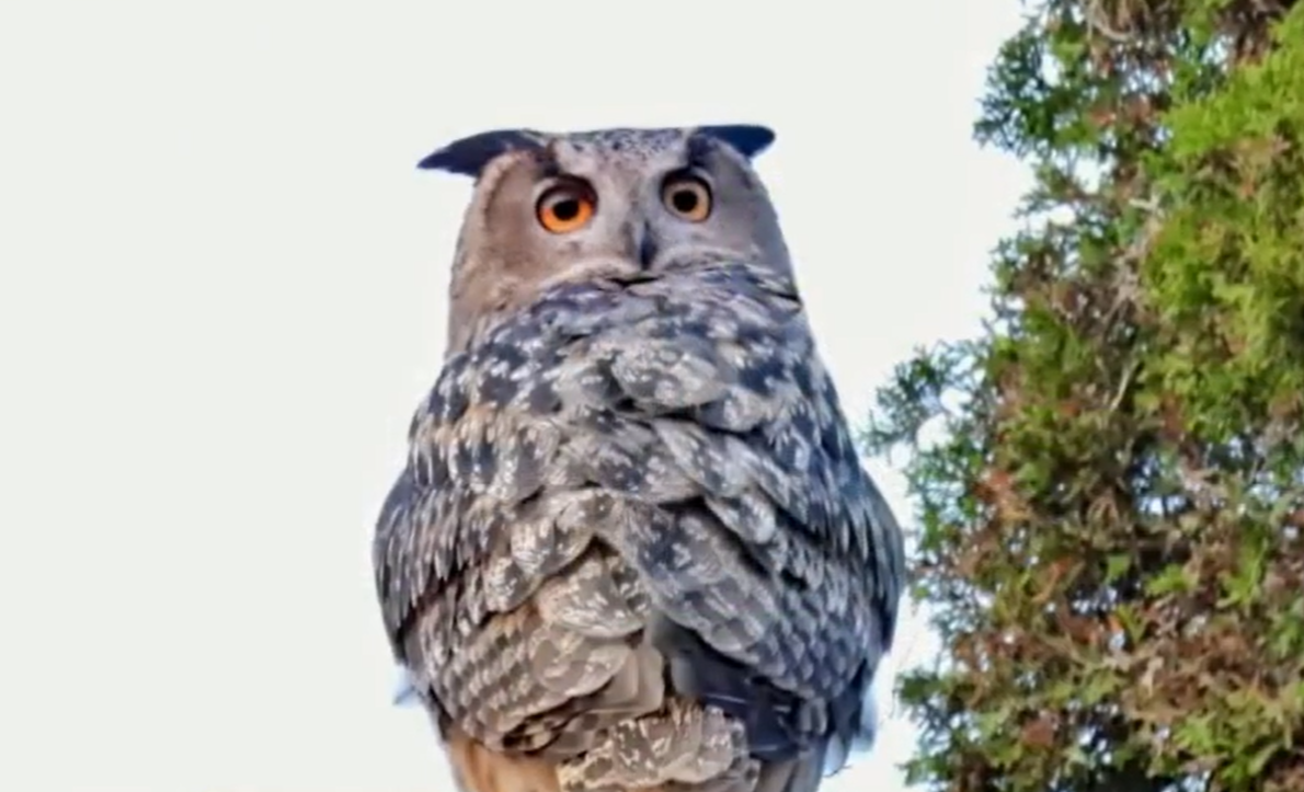 Elpusztult a Central Park állatkertjéből megszökött bagoly - Blikk
