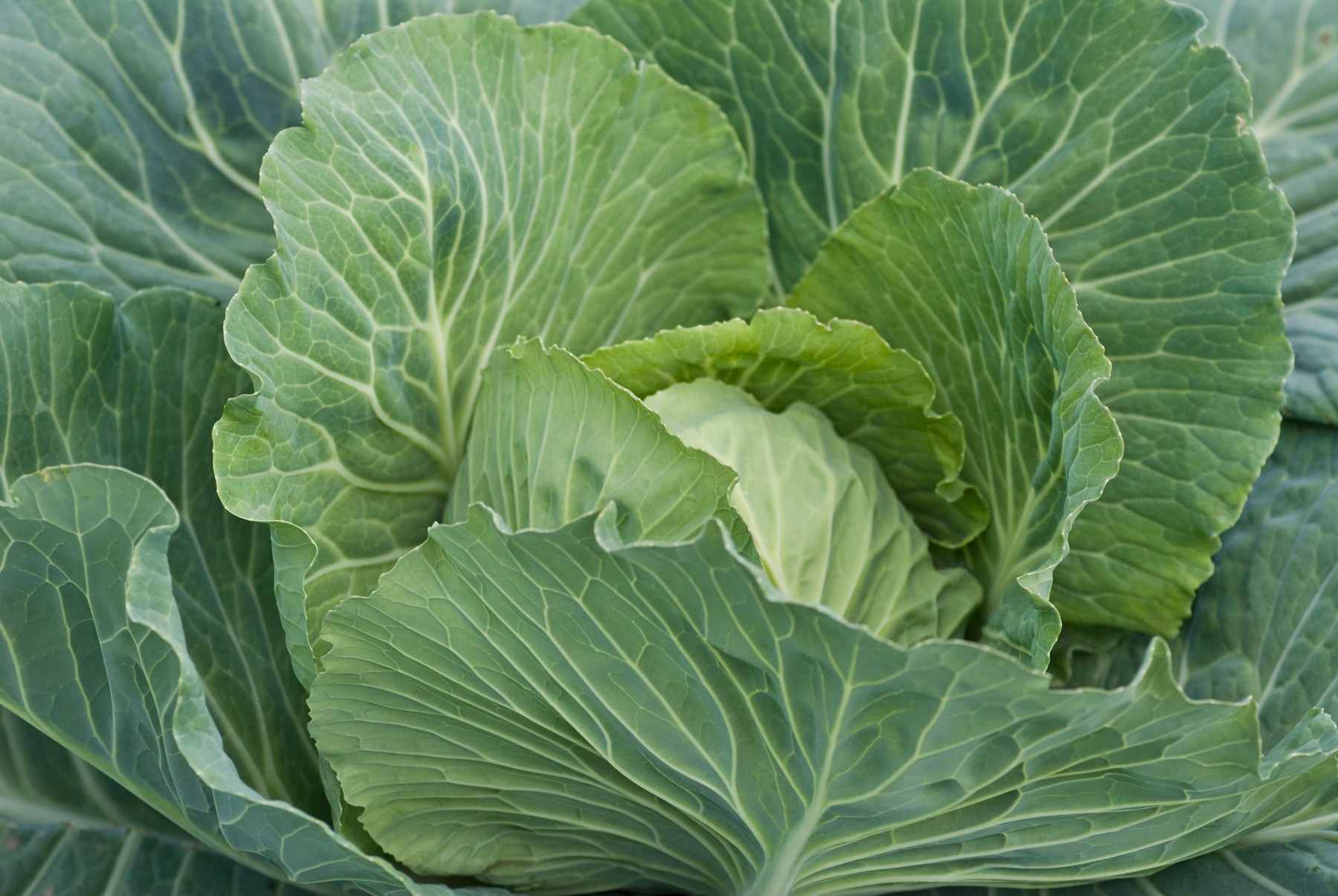 Kupus od A do Š: Sve što treba da znate o najzdravijem povrću u našoj ...