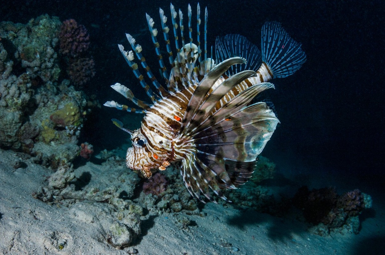 Otrovna riba se pojavila u Jadranskom moru - Žena.rs