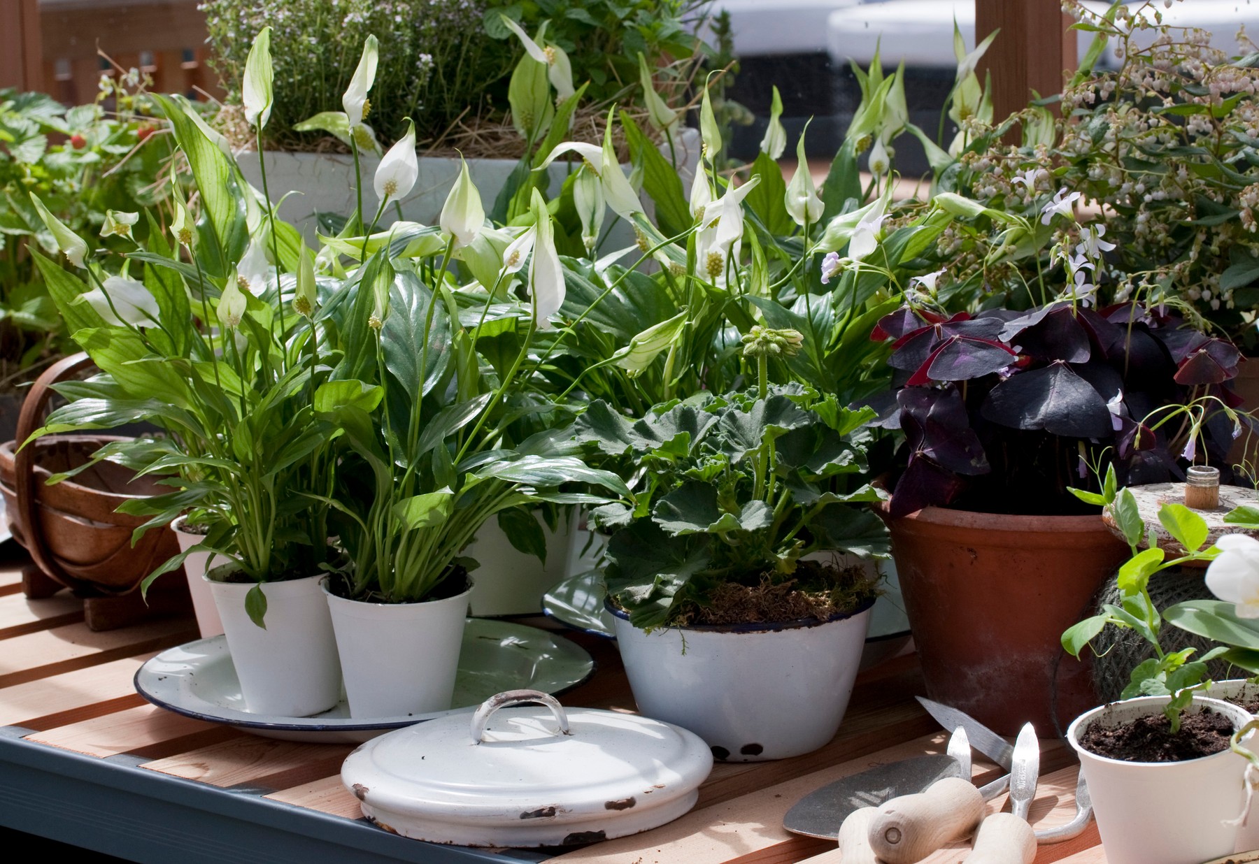 Sobne biljke koje prečišćavaju vazduh - ovih 7 su najbolje! - Žena.rs