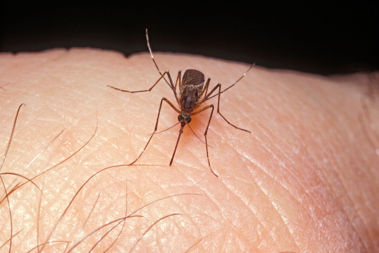 Simptomi virusa zapadnog nila - Žena.rs