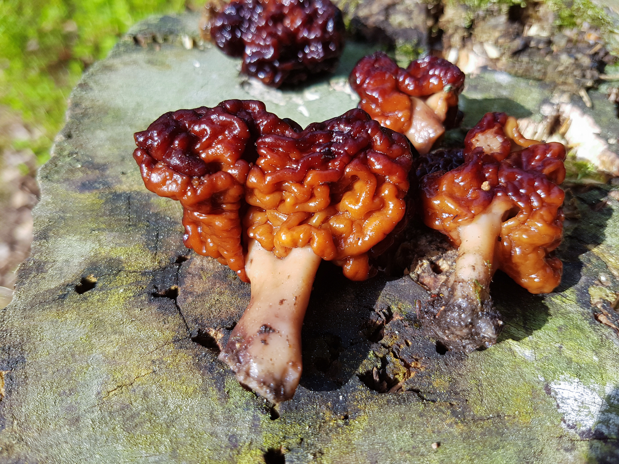 Smardze: jak rozpoznać jadalne grzyby i uniknąć trujących sobowtórów