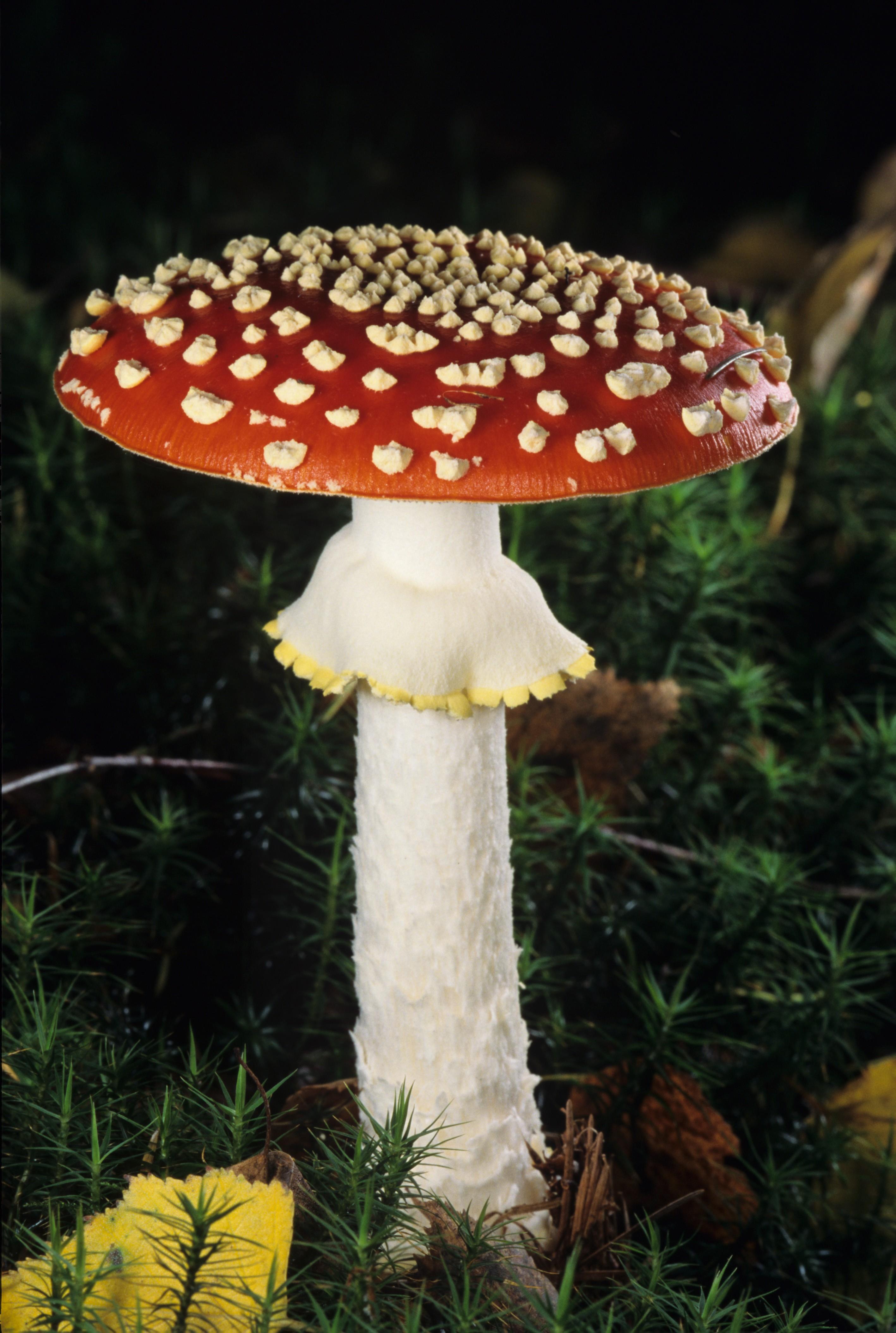 Muchomor czerwony - opis, występowanie, zatrucia, ciekawostki