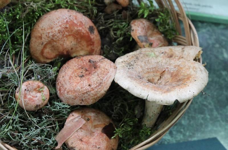 Grzybowe przepisy: Rydz z patelni - Styl Życia - Newsweek.pl