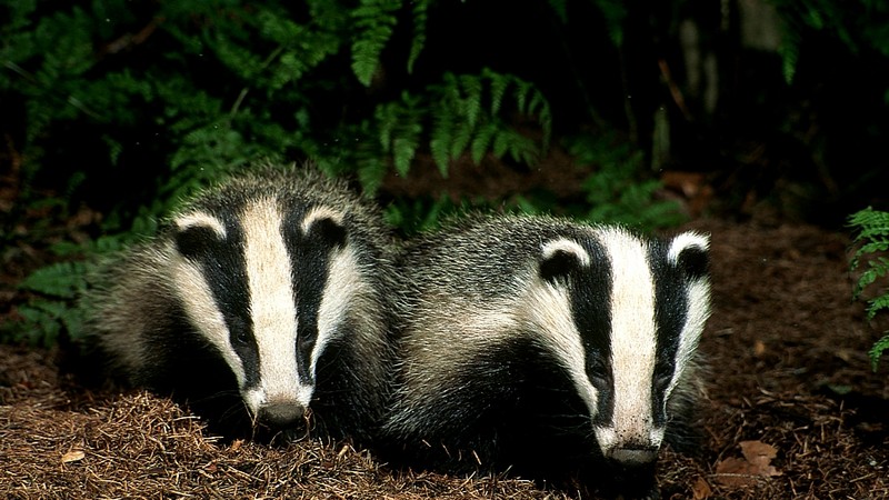 Borsuki lubią jaskinie i... bunkry - Poznaj Polskę
