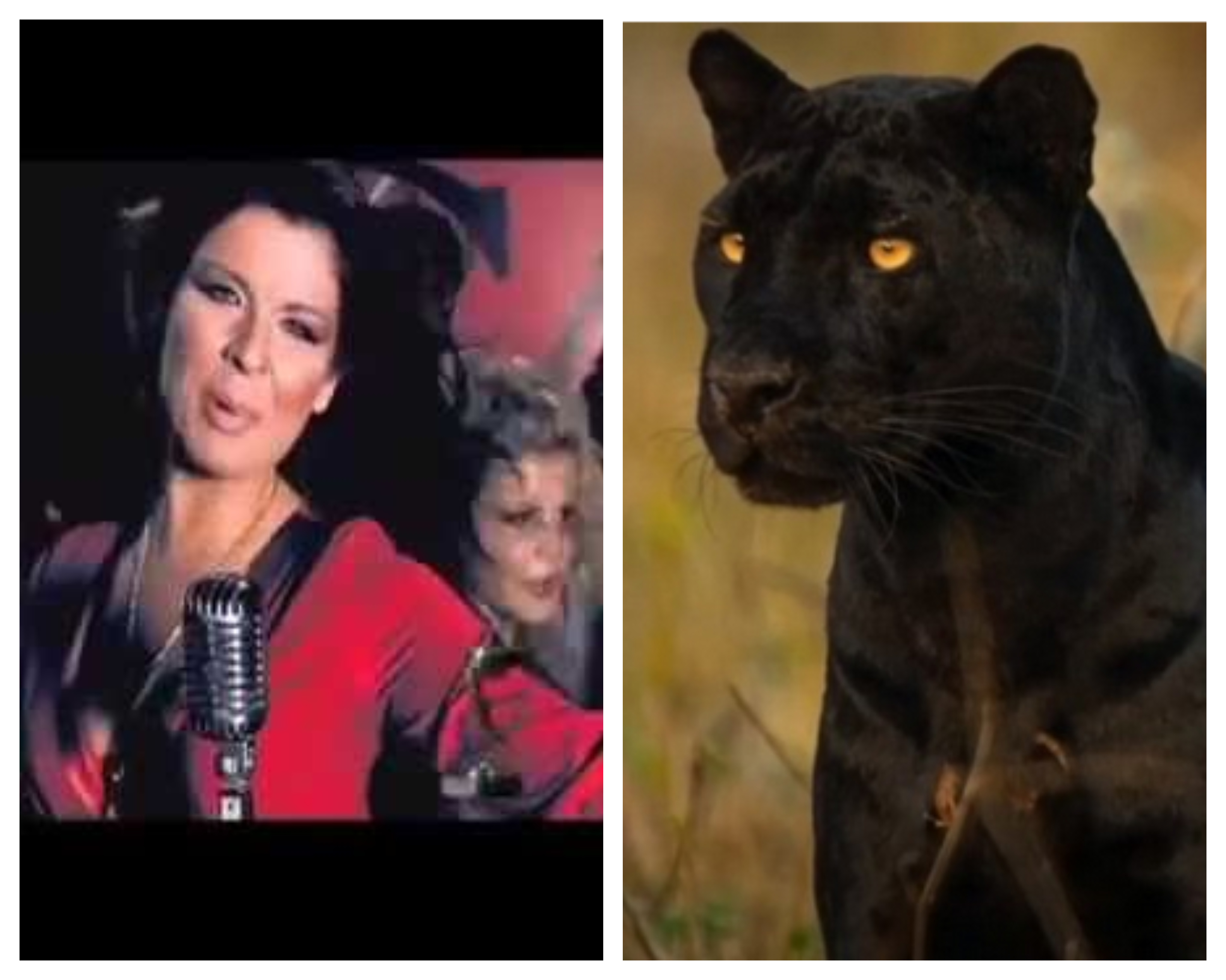 Pesma "Crni panter" Maje Marijane postala viralna zbog crnog pantera u ...