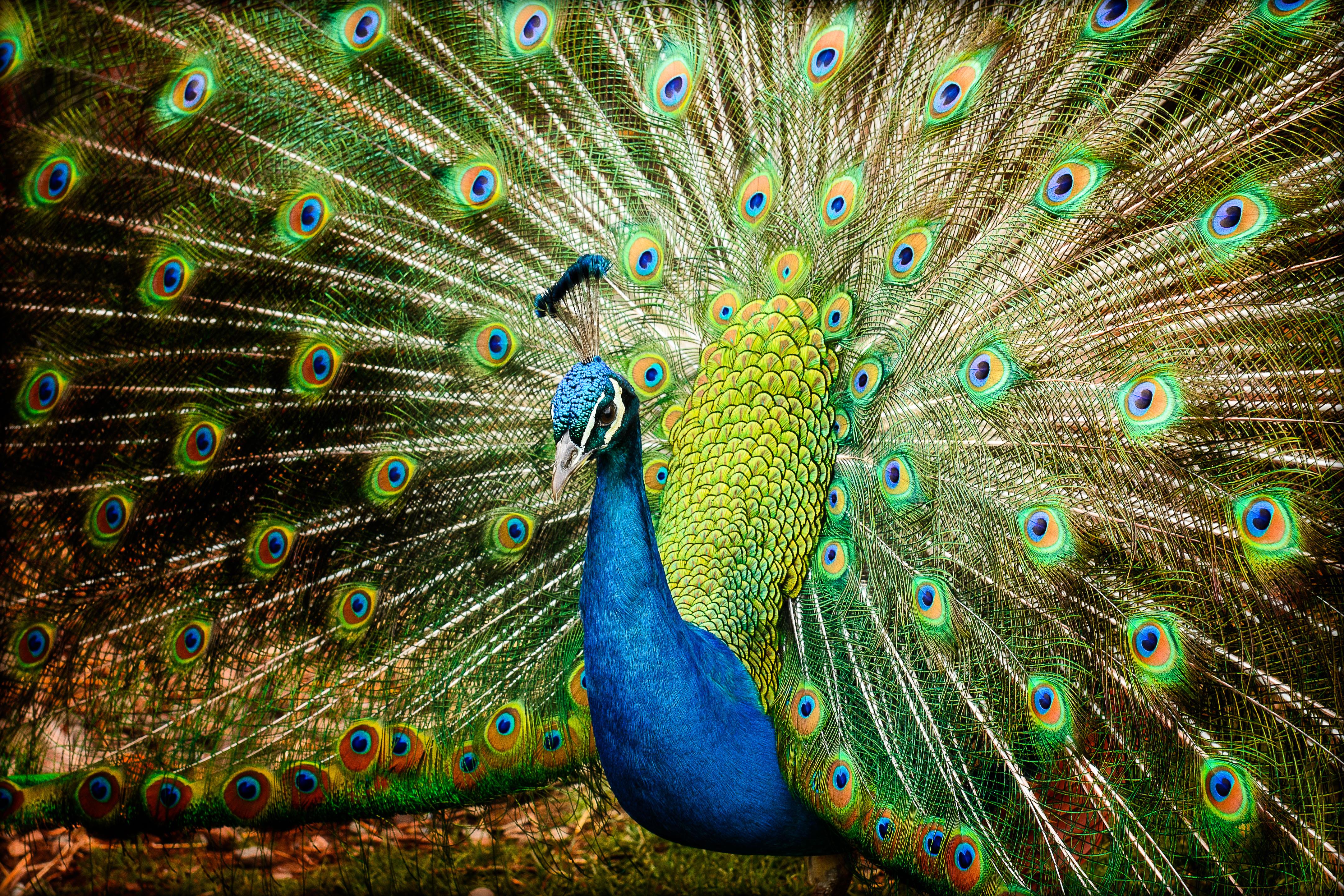 Pawi ogon. Dlaczego samice tracą głowę na jego widok? Zdjęcie - Newsweek.pl