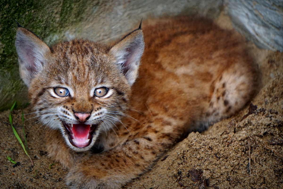 We wrocławskim zoo przyszła na świat samica rysia - Podróże