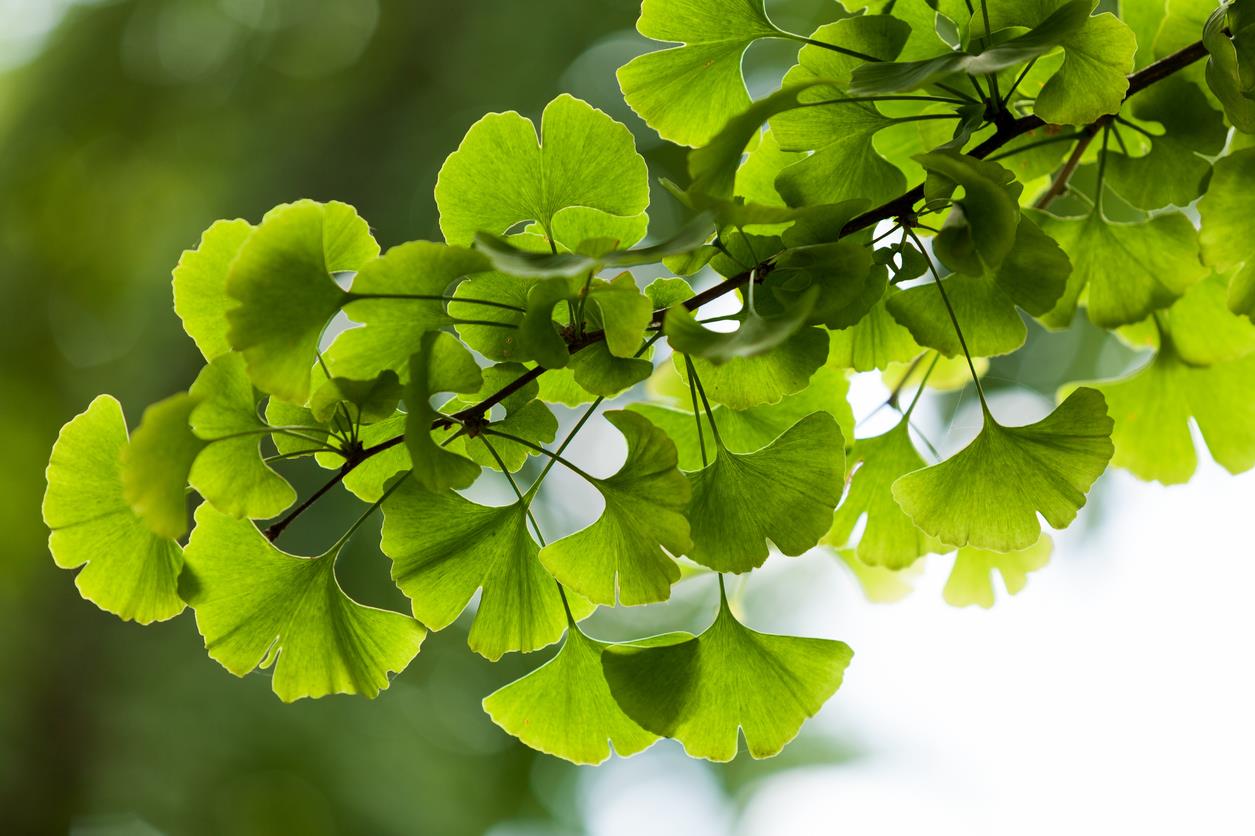 Ginkgo Biloba - działanie, opinie