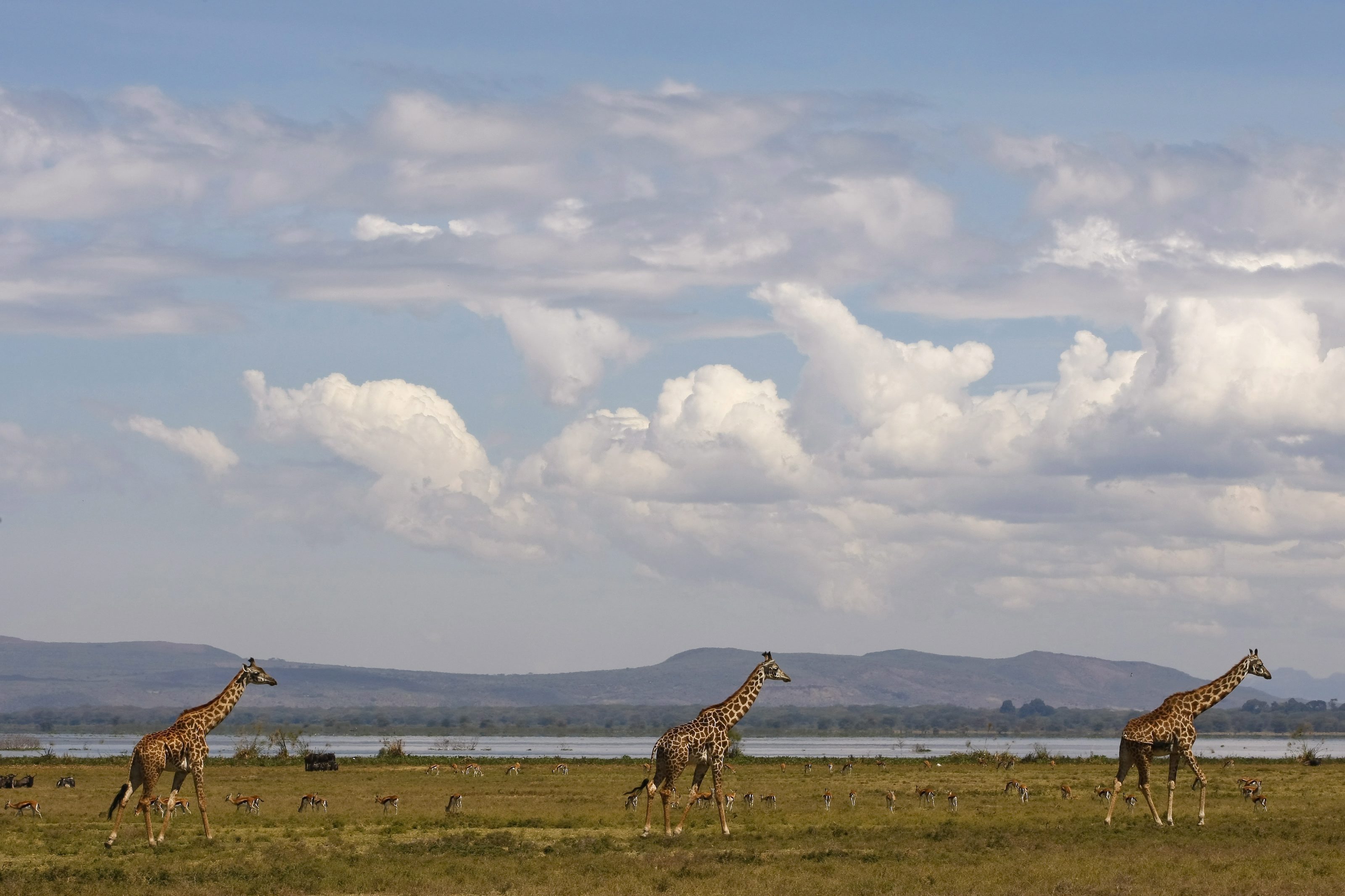 Kenia - dzika i drapieżna - Dziennik.pl