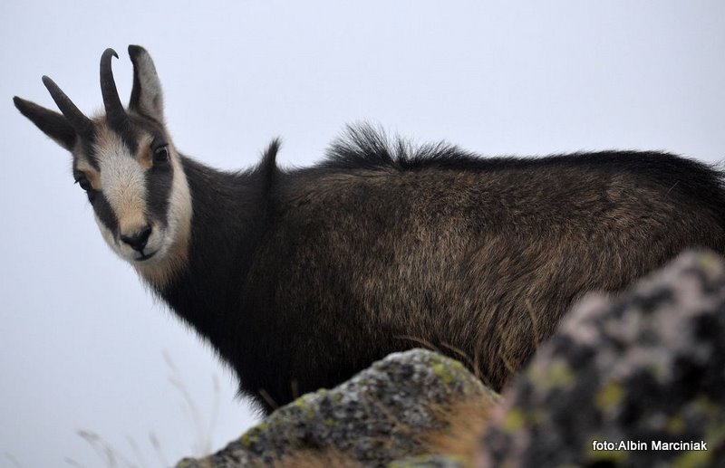 W Tatrach żyje 950 kozic - Podróże