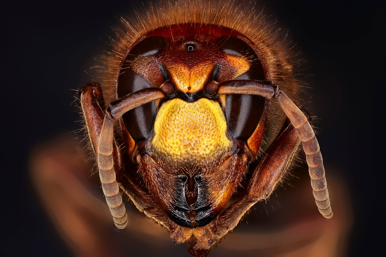 Ubod stršljena ili ose: Kako reagovati? - Žena.rs