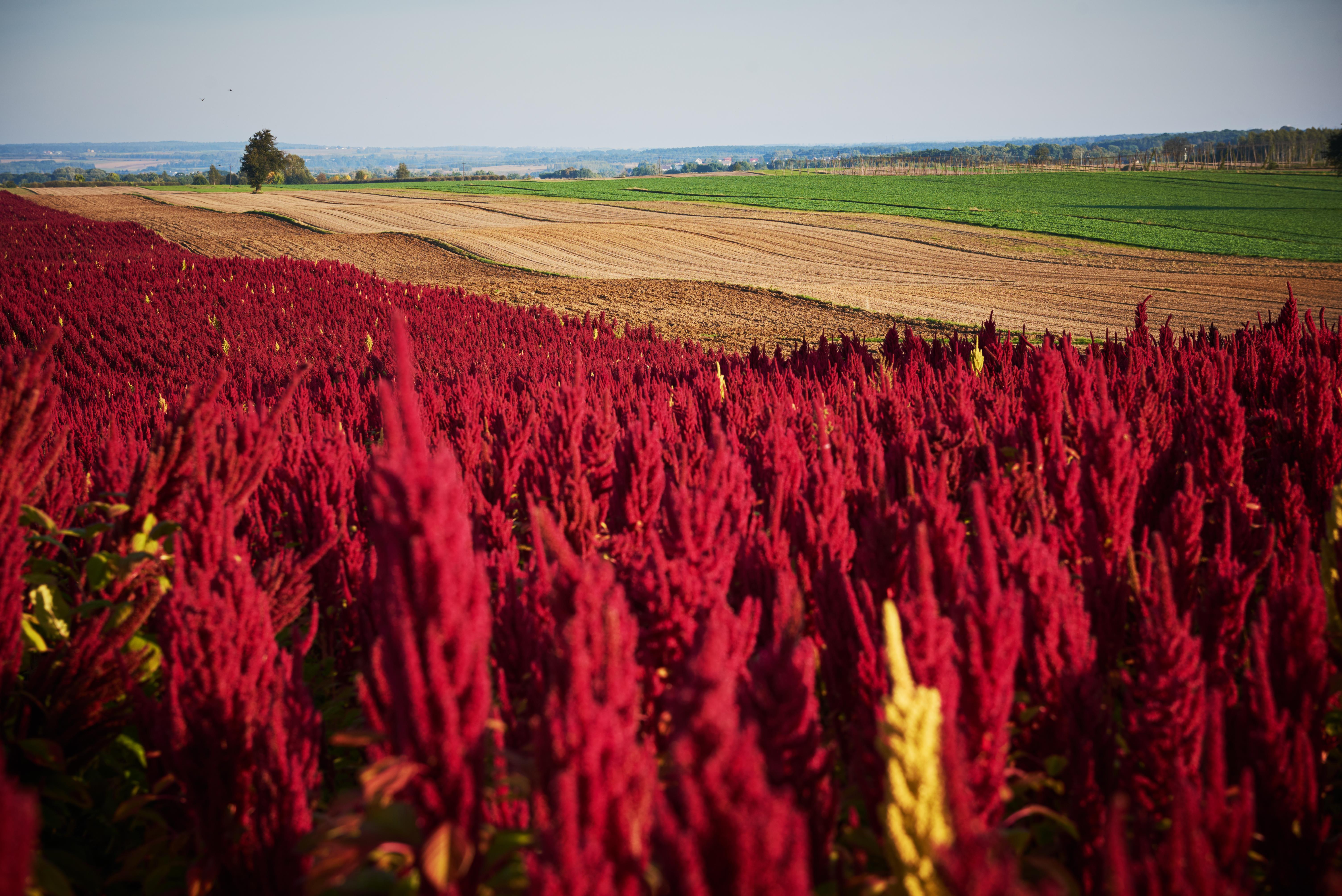 Amarantus - historia i pochodzenie, przepisy, właściwości i zastosowania.