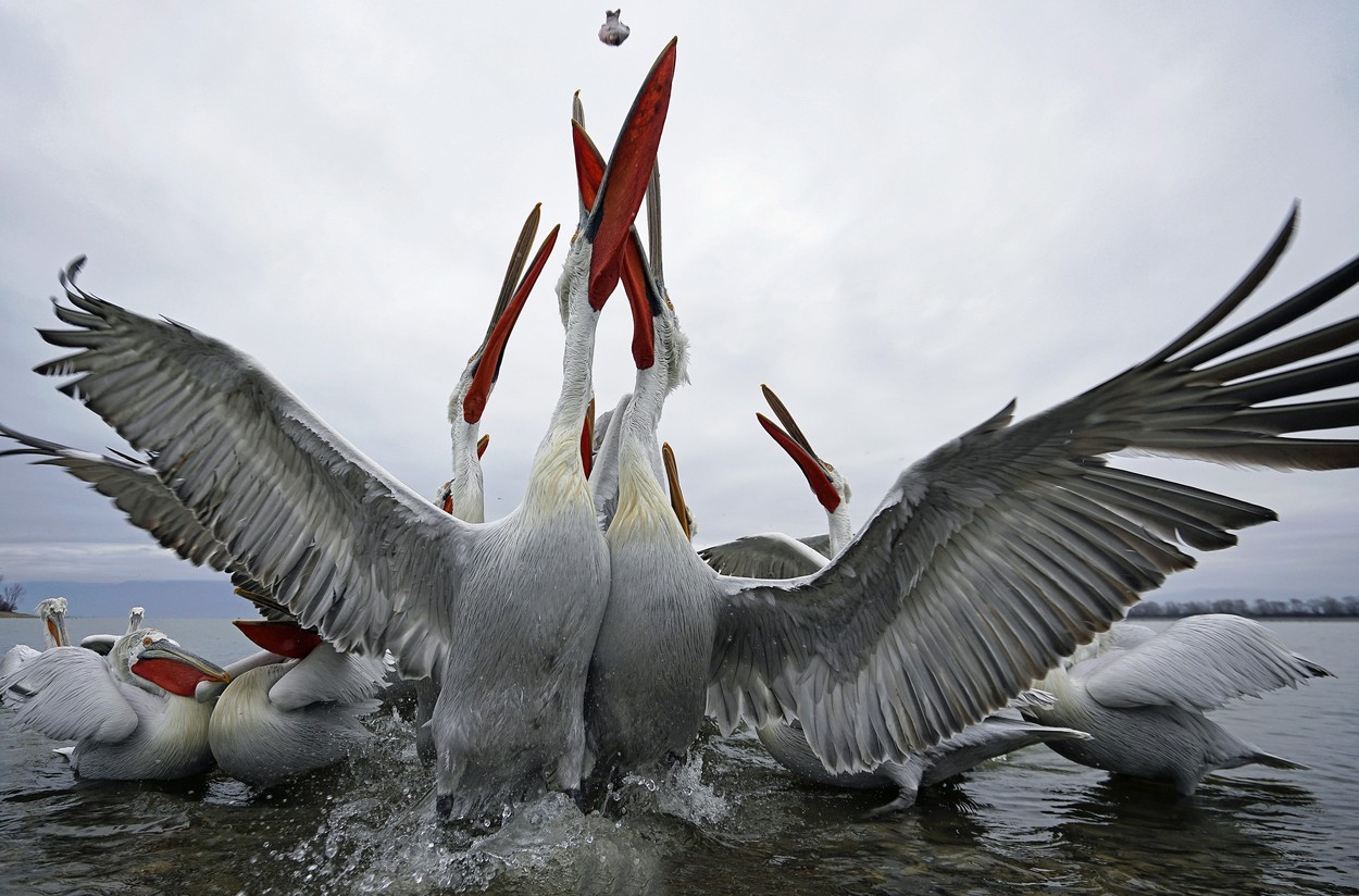 Őrületes csata: a hal fejére rá van írva: b..meg - galéria - Blikk