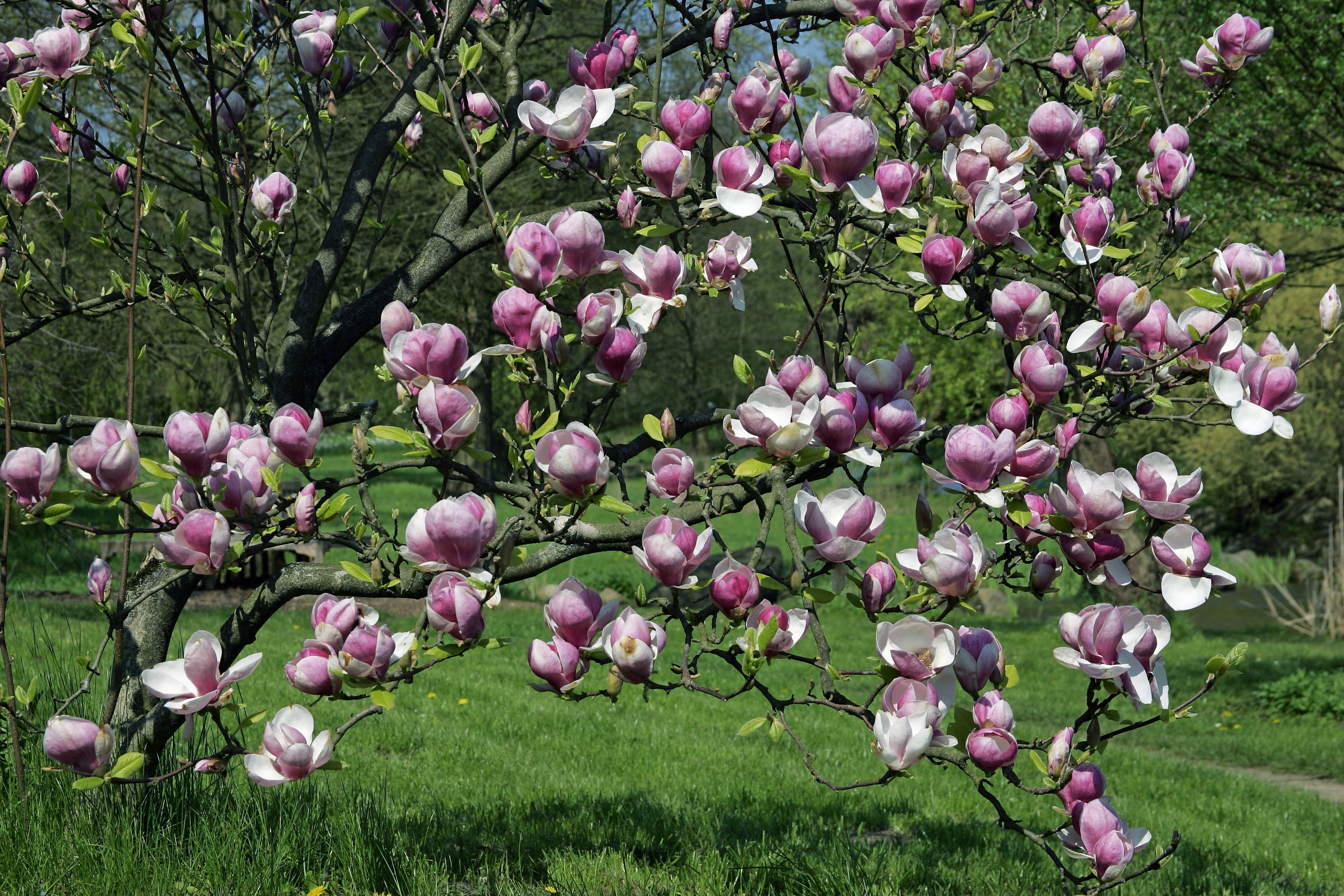 Magnolia w ogrodzie - uprawa, odmiany, pielęgnacja, przycinanie krzewu ...