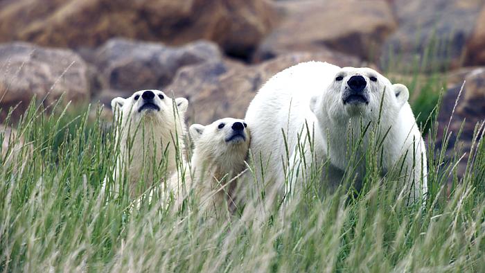 Canada: Surviving the Wild North