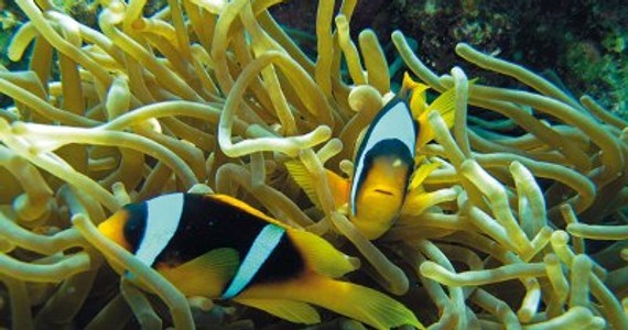 Nurkowanie w Morzu Czerwonym - Podróże