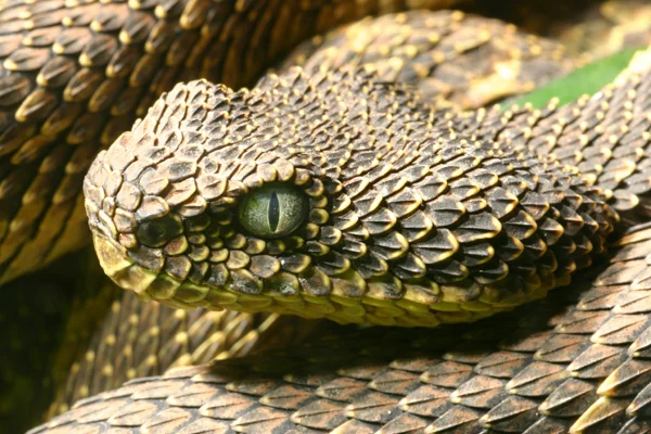 Kenya Horned Snake