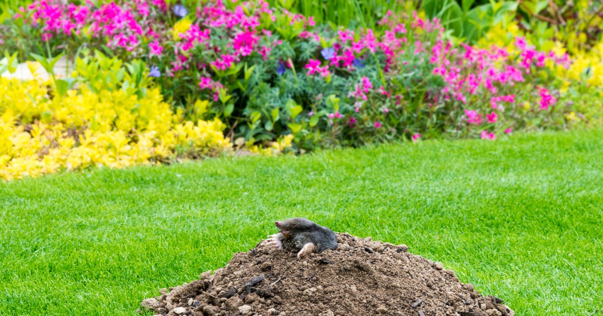 Vakond a kertben: Így távolítsd el a kertedből, és nem esik baja ...