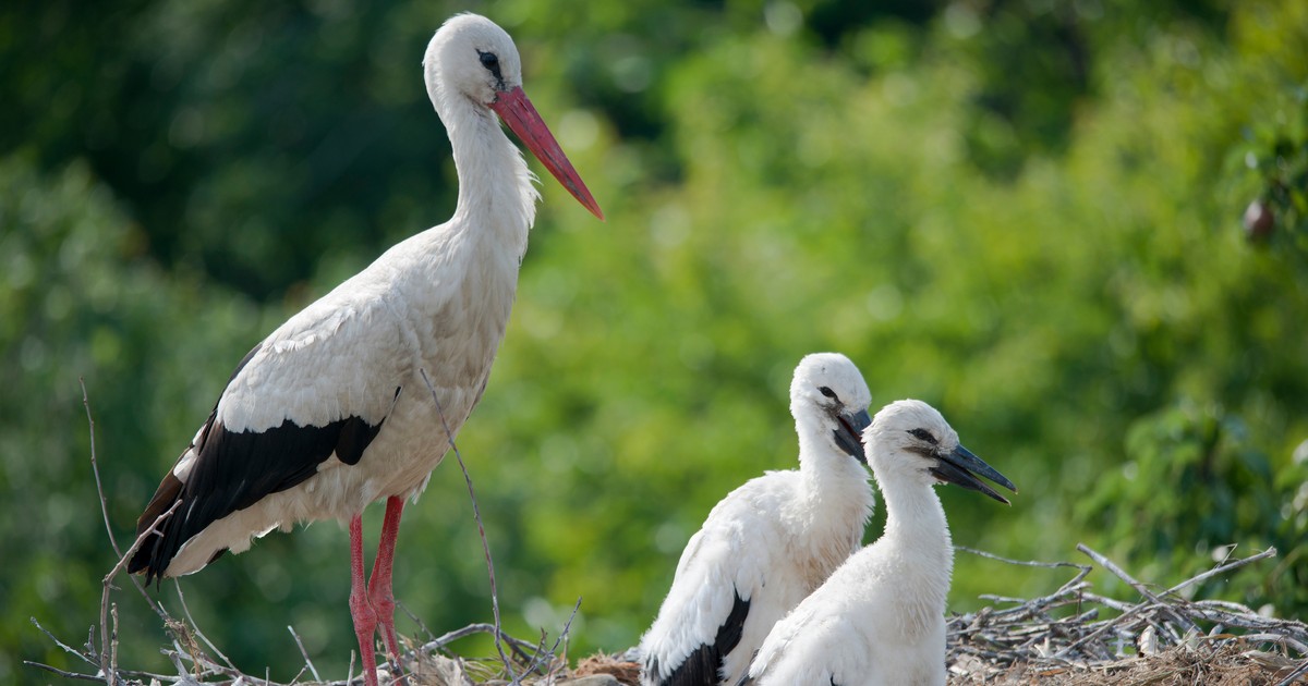 Susza daje się we znaki bocianom. "Jest u nas dramatycznie" - Podróże