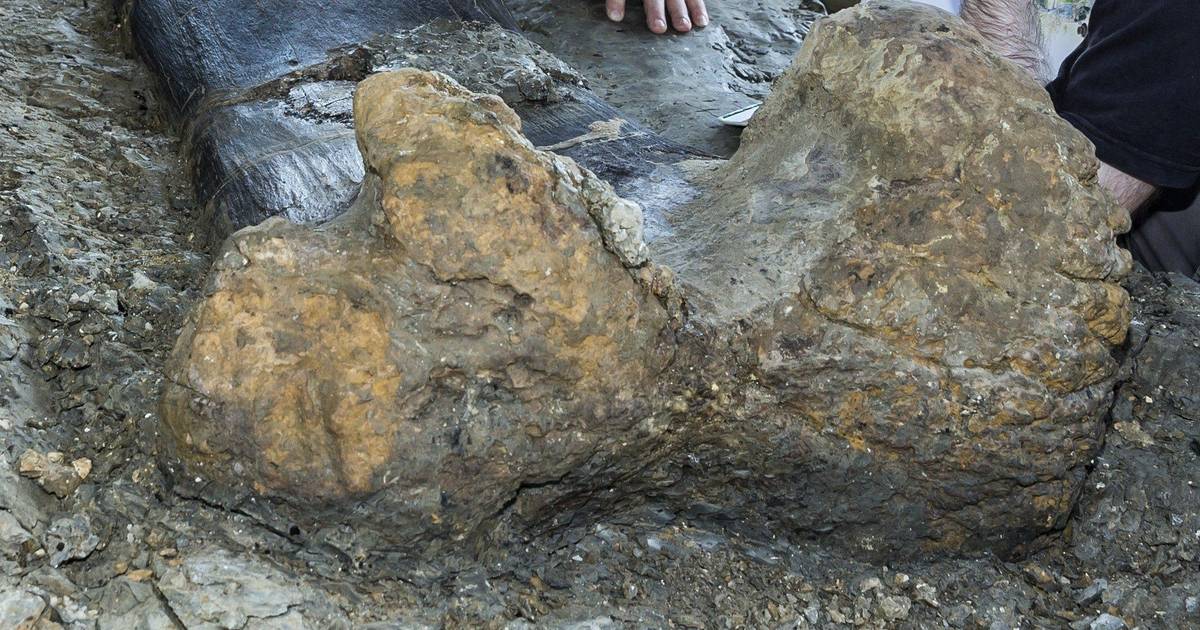 Dinosaurus kost otkriće Francuska Noizz