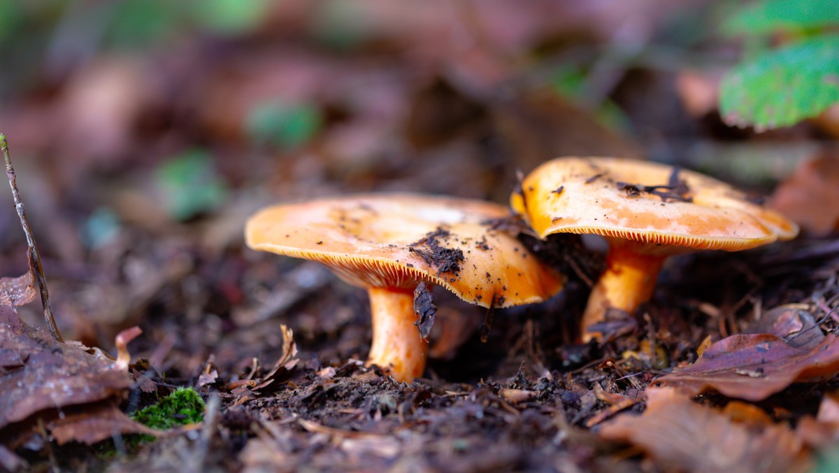 Ludzie przynoszą jej grzyby do sprawdzenia. "A mówiłem teściowej, że to ...