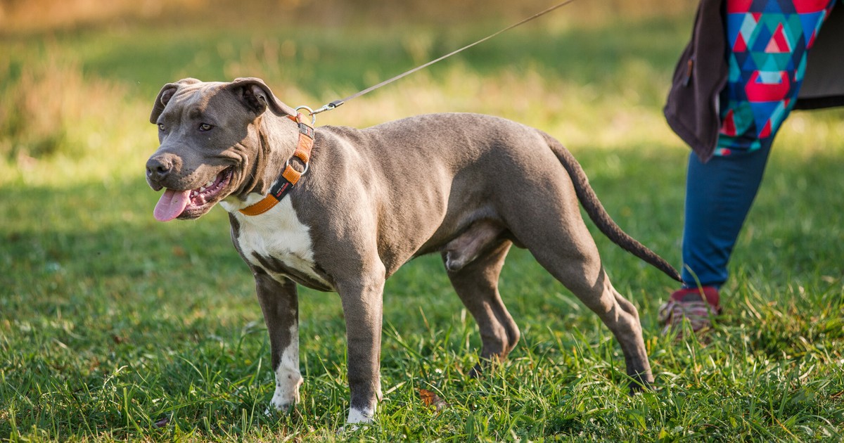 Niebezpieczny incydent w Knurowie. Kobieta pogryziona przez psa nad ...